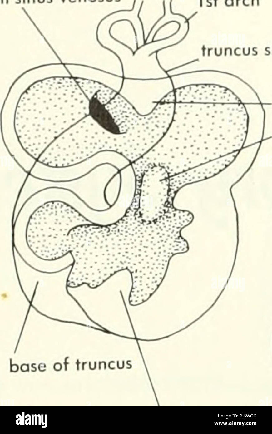 . Chordate morphology. Morphology (Animals); Chordata. opening from ...