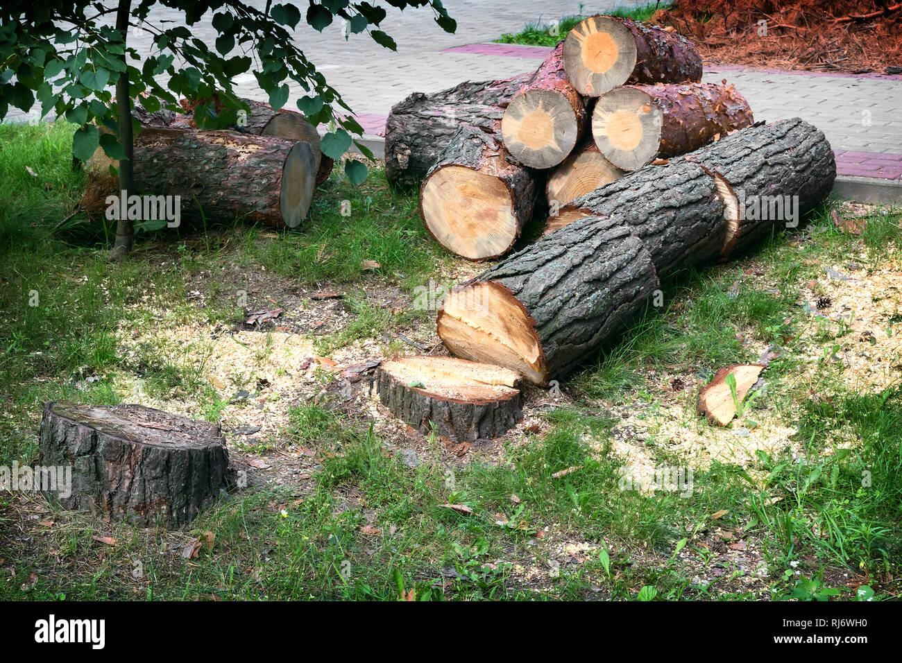 Sanitary cutting: in the Park cut down a pine tree damaged by bark ...