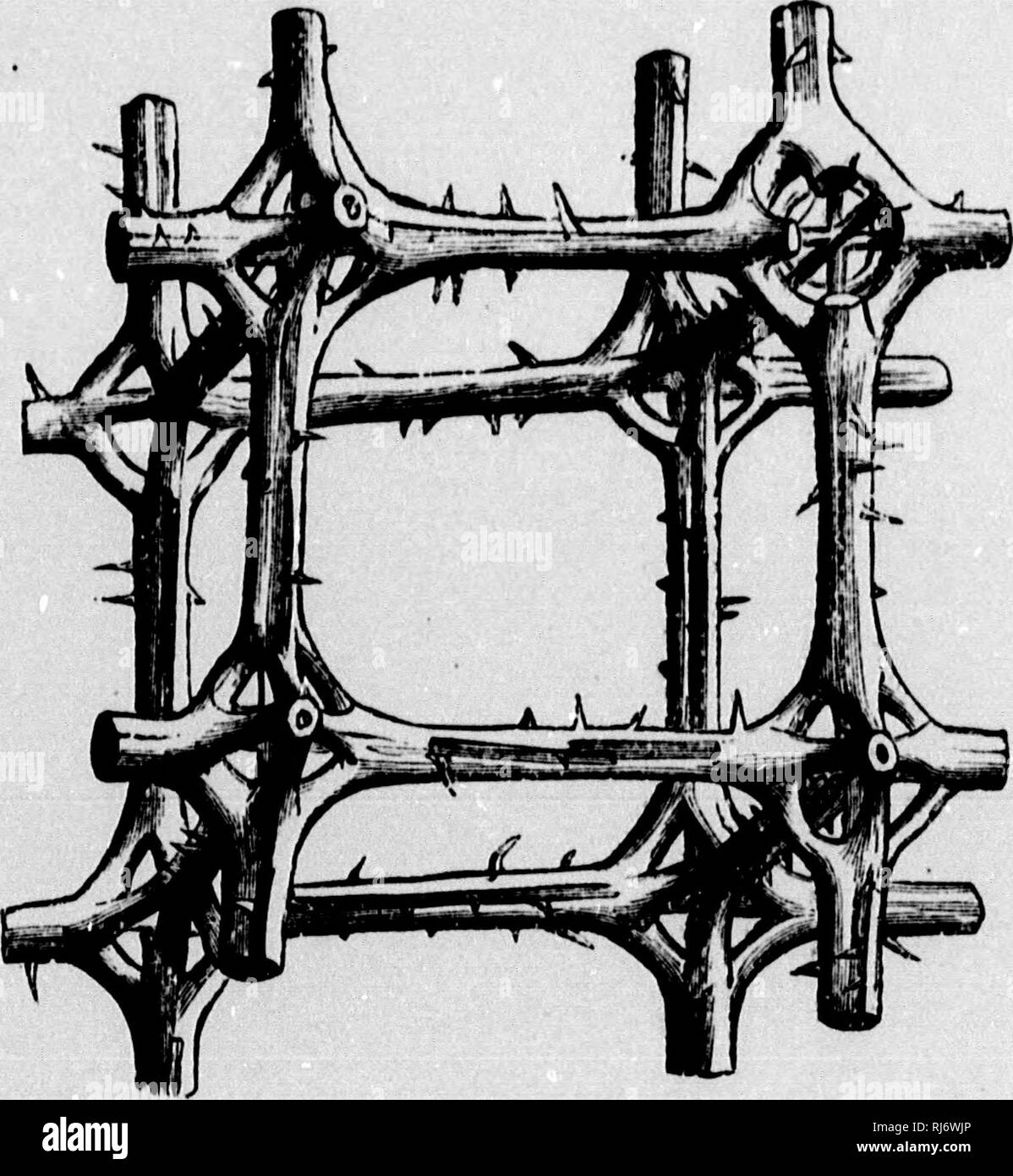 . The chain of life in geological time [microform] : a sketch of the ...