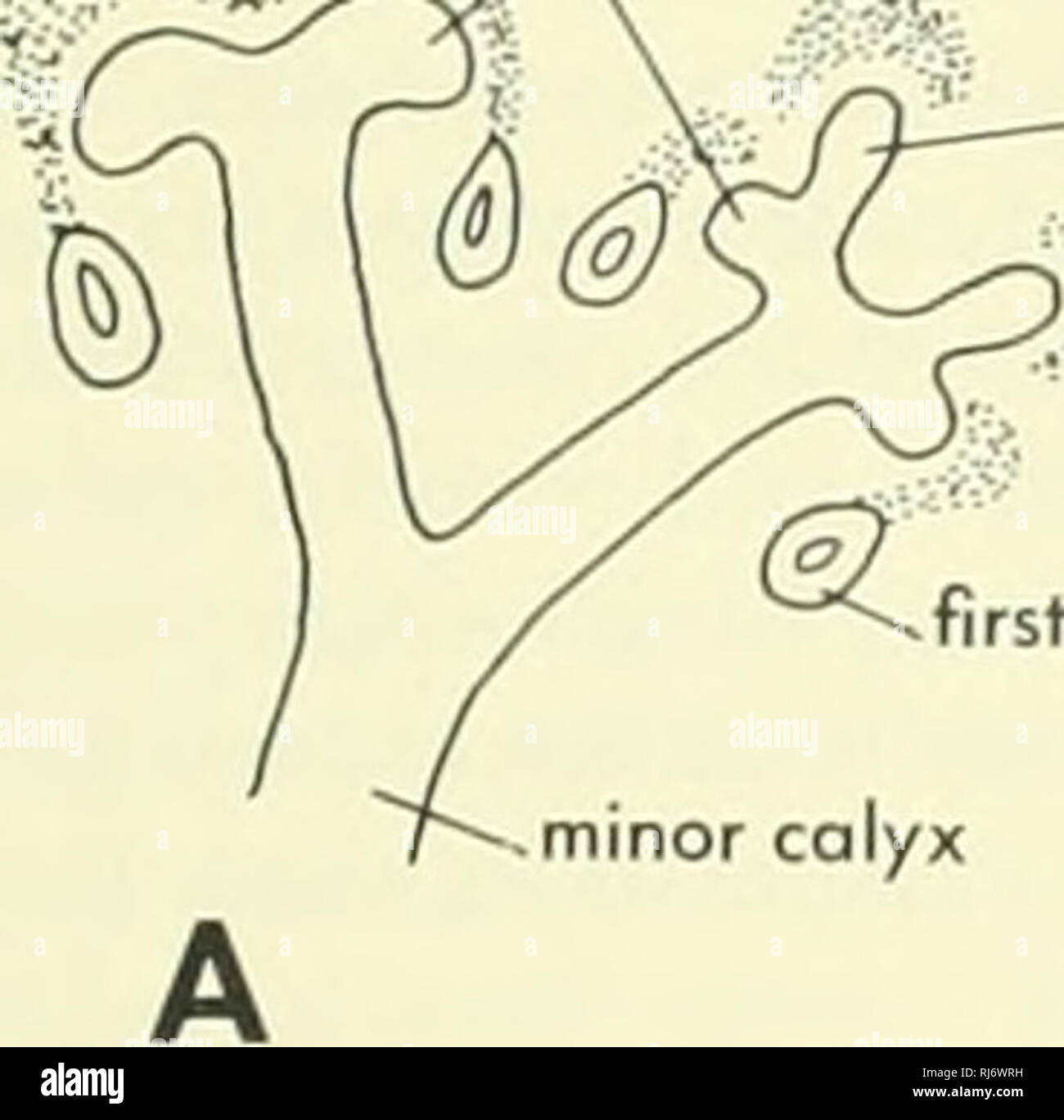 . Chordate morphology. Morphology (Animals); Chordata. nephrogenic ...
