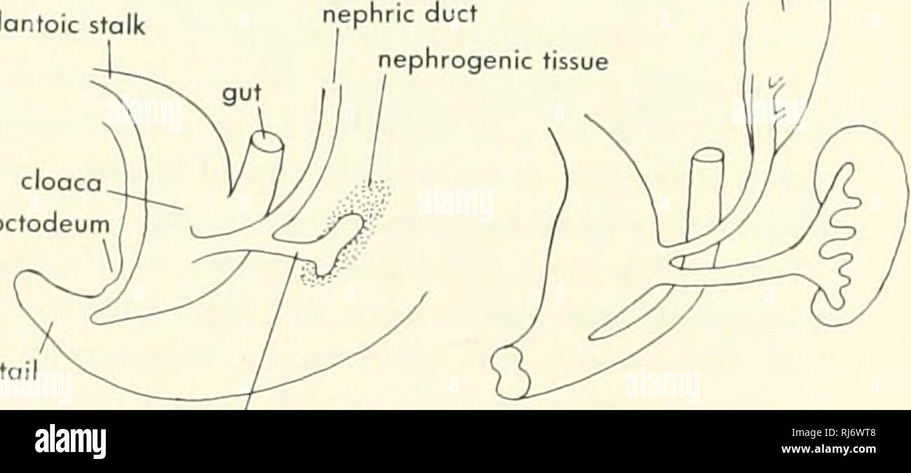 nephrogenic cord development