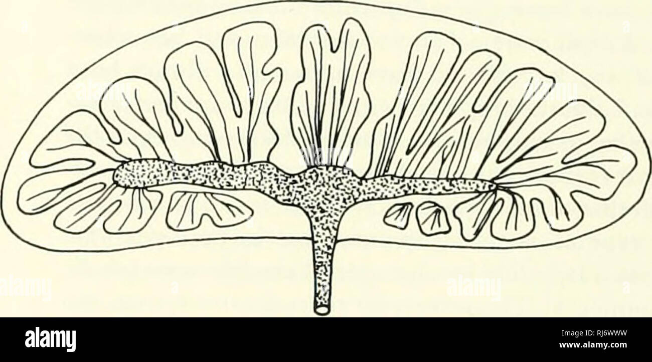 . Chordate morphology. Morphology (Animals); Chordata. F CENTRAL CREST ...