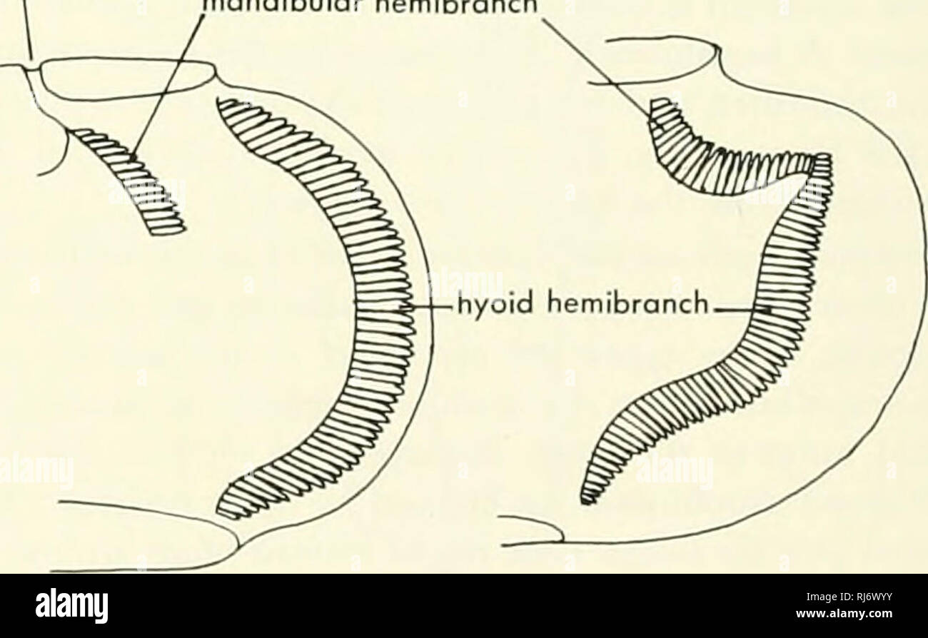 Operculum gills hi-res stock photography and images - Alamy