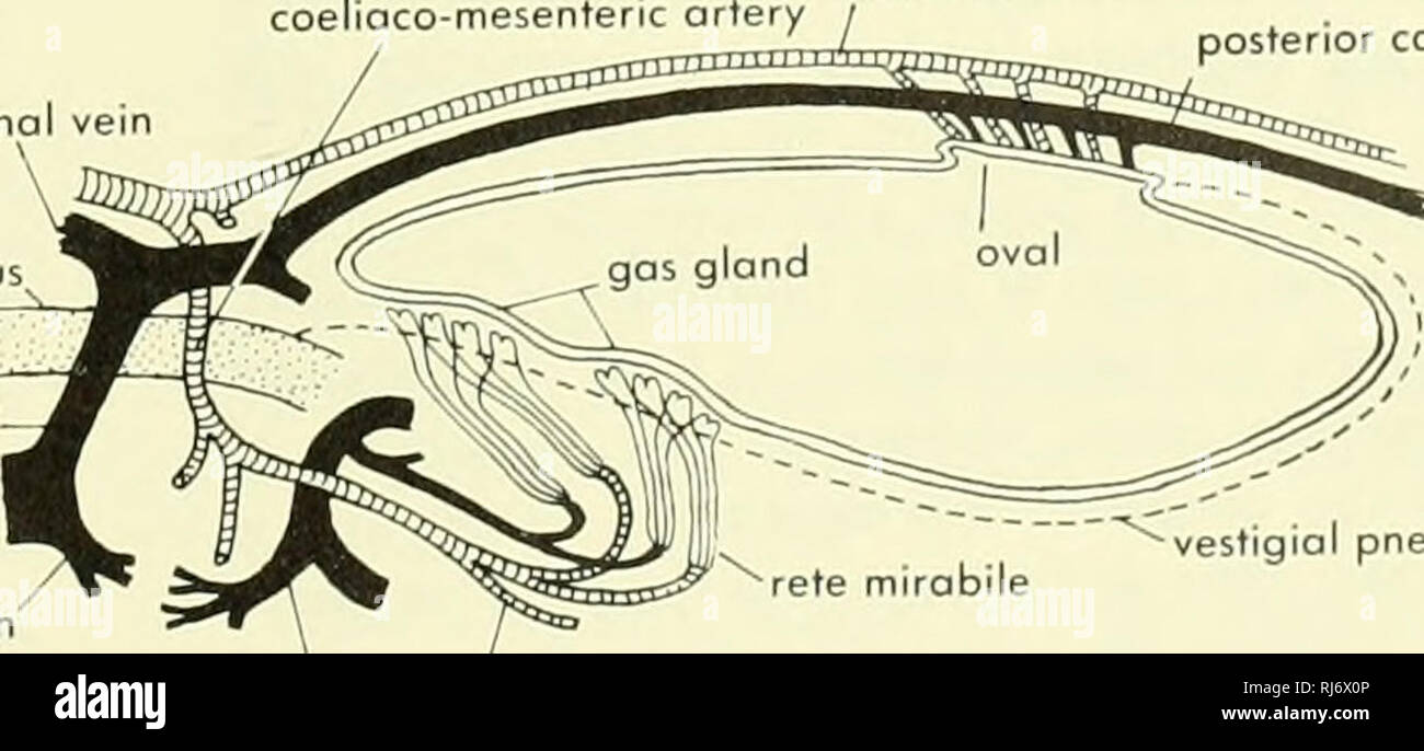 Vestigial structure hi-res stock photography and images - Alamy