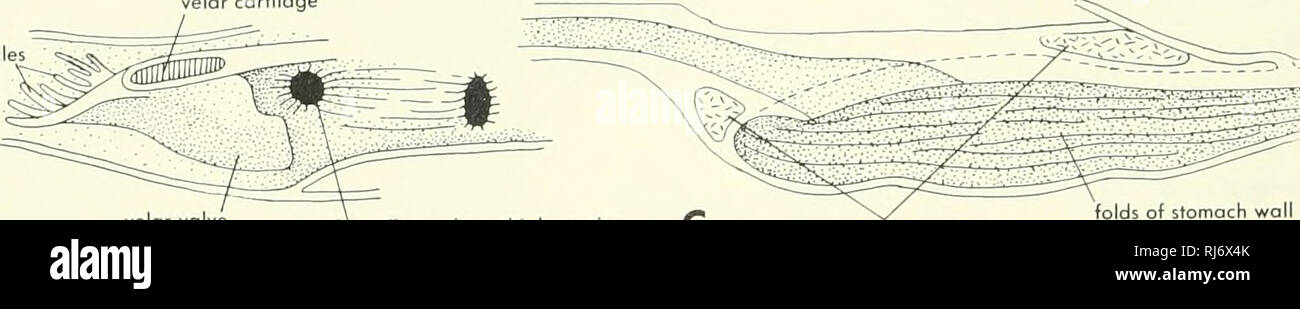 . Chordate morphology. Morphology (Animals); Chordata. esophageal pha ...