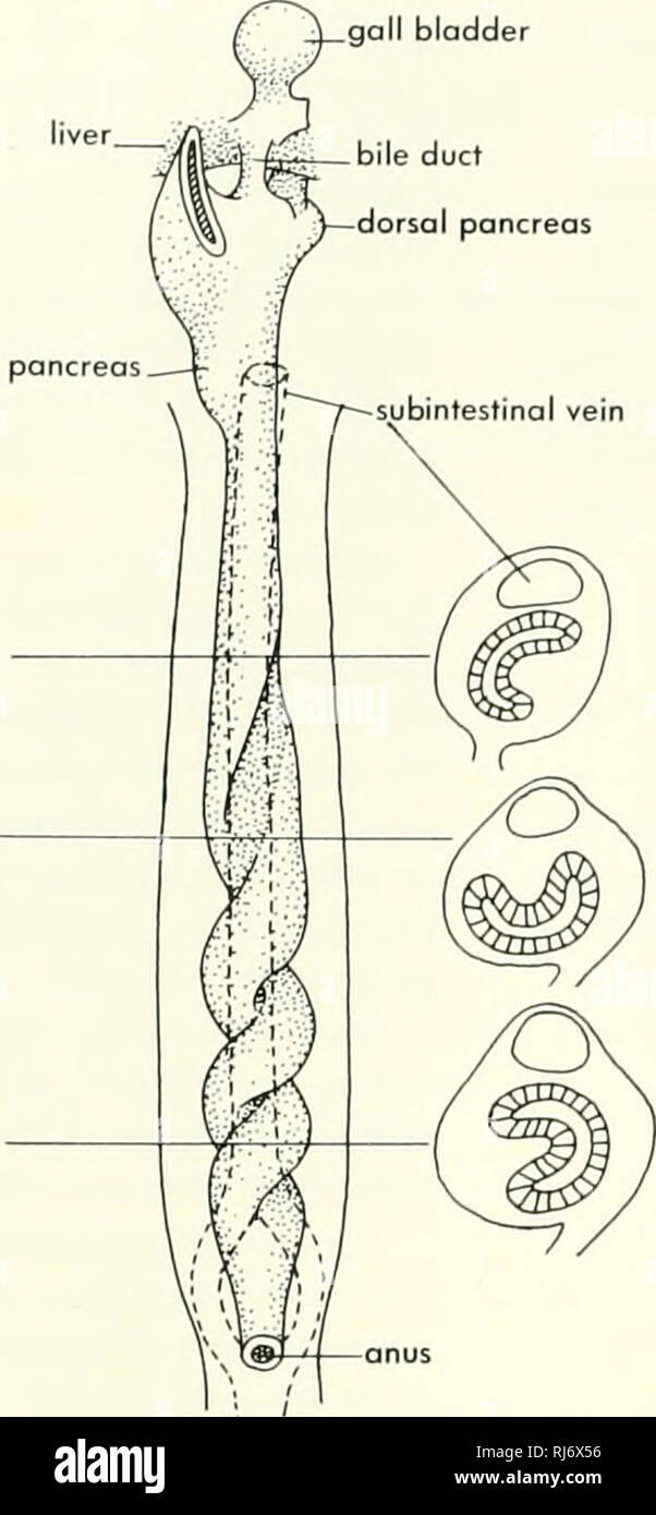 Dogfish Shark Heart Chambers