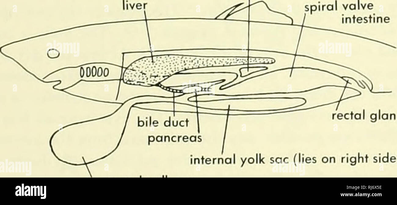 . Chordate morphology. Morphology (Animals); Chordata. mesonephric duct ...