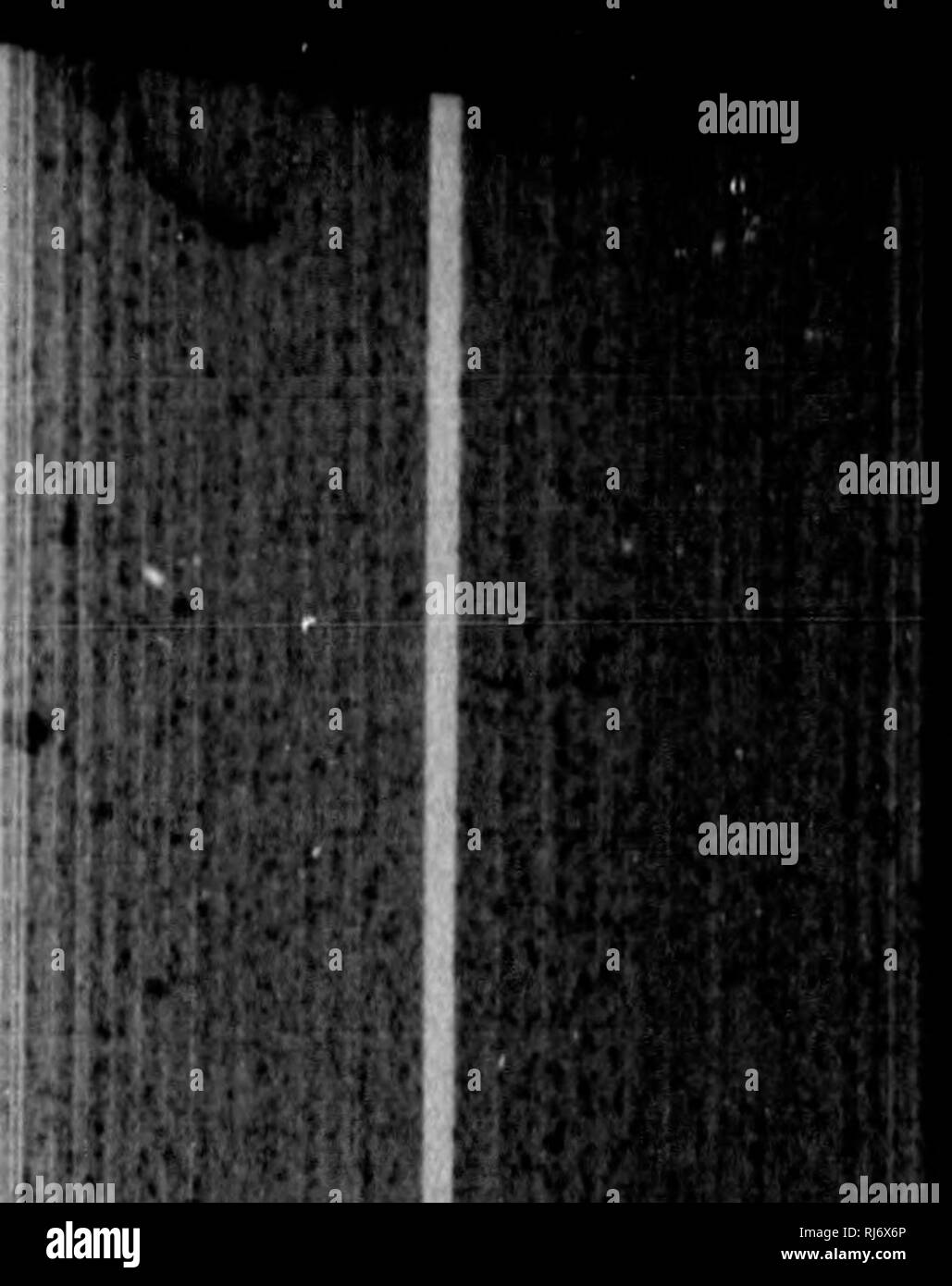 Green median stripe Black and White Stock Photos & Images - Alamy