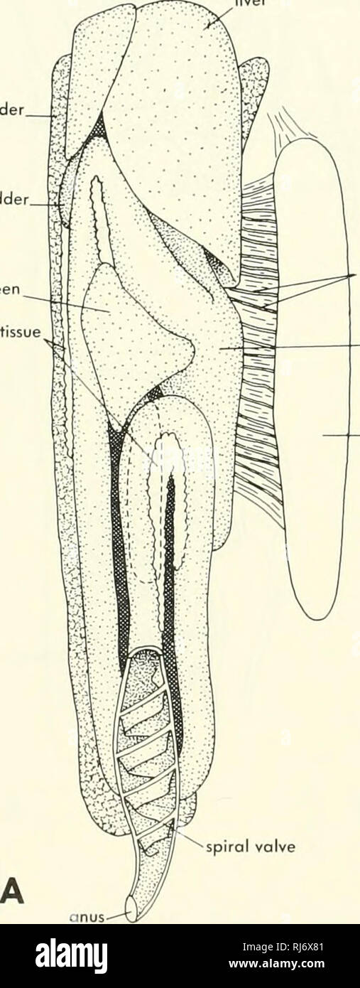 . Chordate morphology. Morphology (Animals); Chordata. Amia and ...