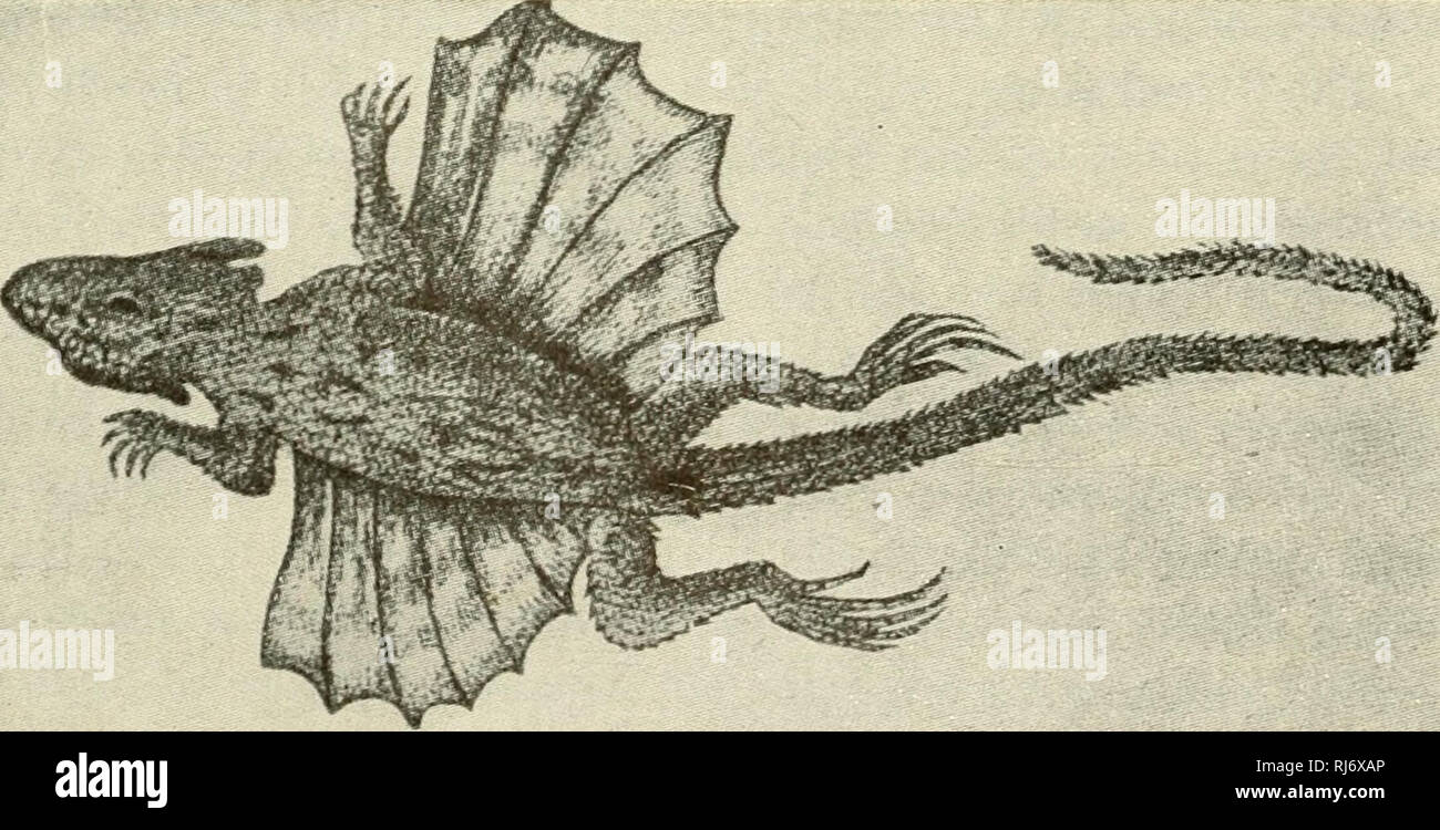 Draco lizard flight hi-res stock photography and images - Alamy