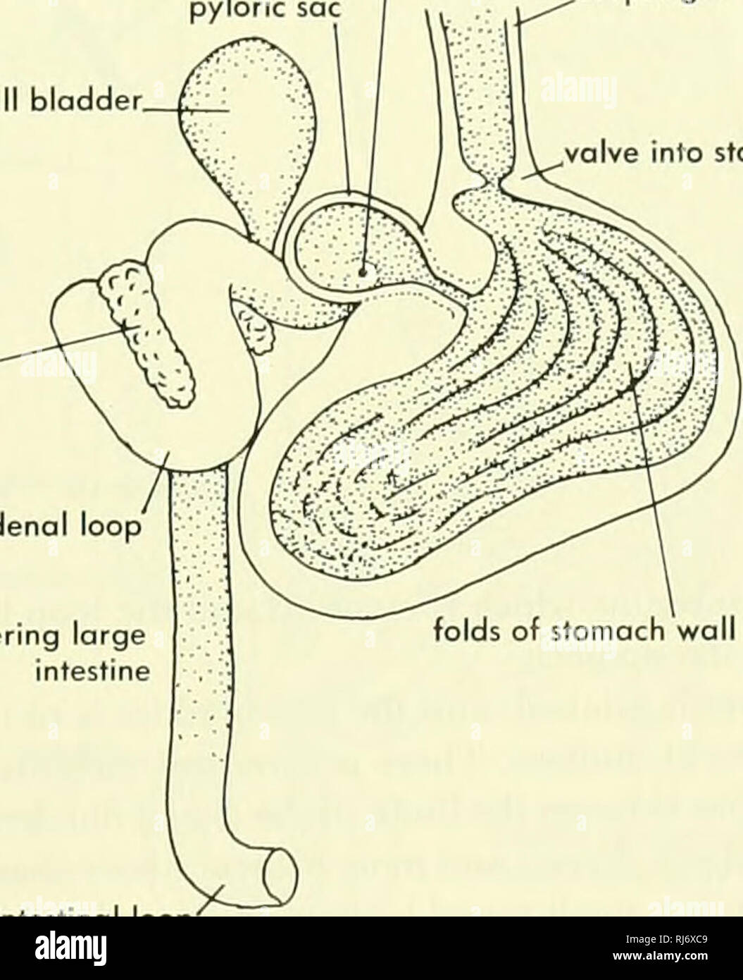 Pyloric Sphincter High Resolution Stock Photography and Images - Alamy