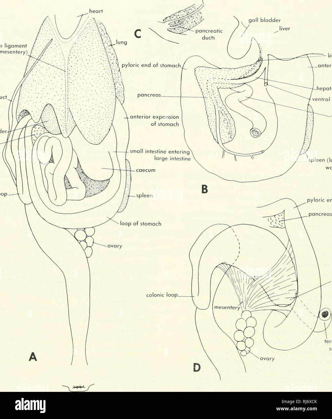 . Chordate morphology. Morphology (Animals); Chordata. bile duct heart ...