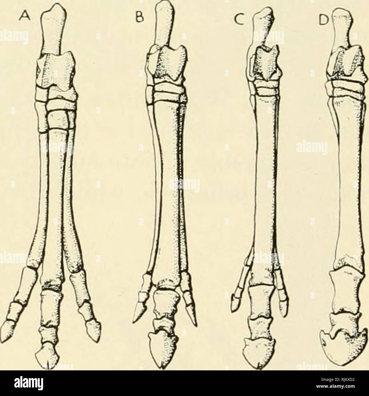 . The chordates. Chordata. Fig. 598. Feet of horses. (Left) Manns ...
