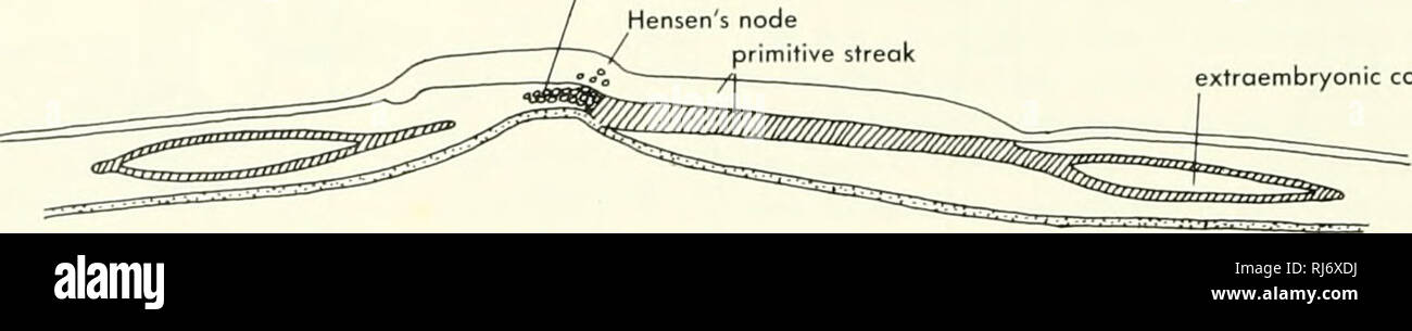 Extraembryonic mesoderm hi-res stock photography and images - Alamy