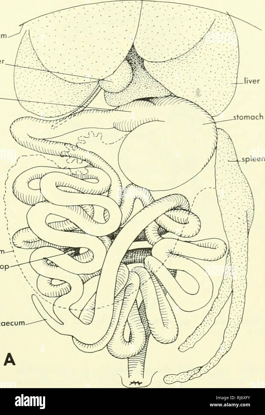 . Chordate morphology. Morphology (Animals); Chordata. diaphragm gall ...
