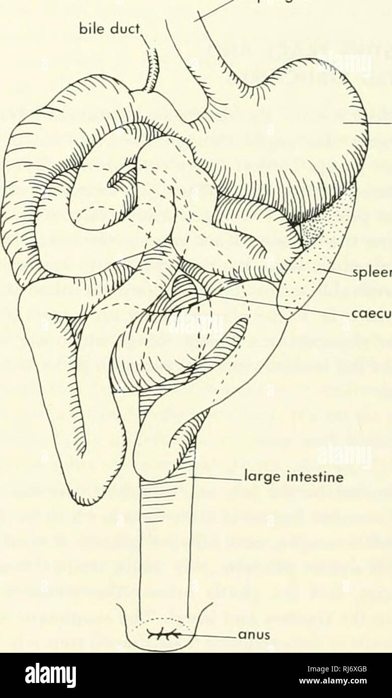 Side view the small intestine and the large intestine hi-res stock ...