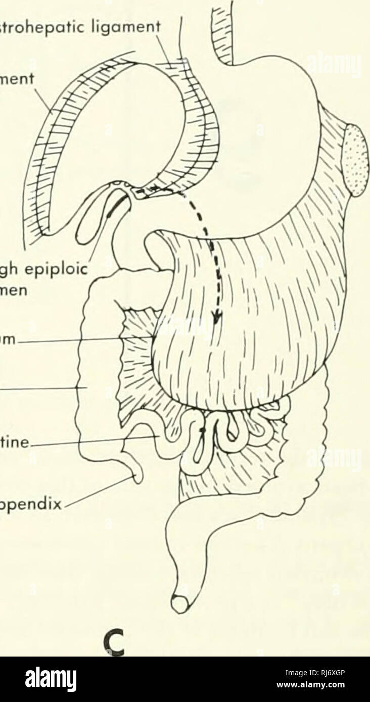Greater omentum hi-res stock photography and images - Alamy