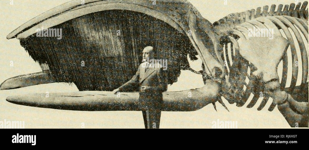 Baleen Whale Skeleton Stock Photos & Baleen Whale Skeleton Stock Images ...