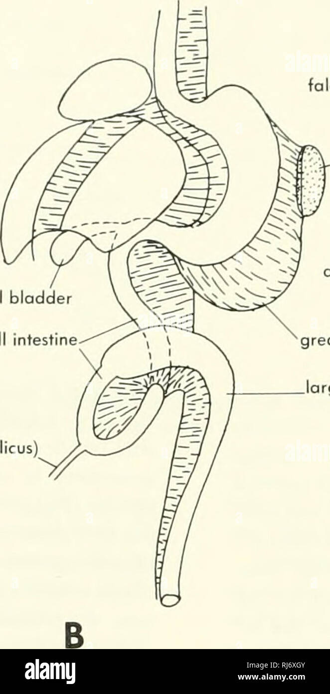 Allantoic stalk hi-res stock photography and images - Alamy