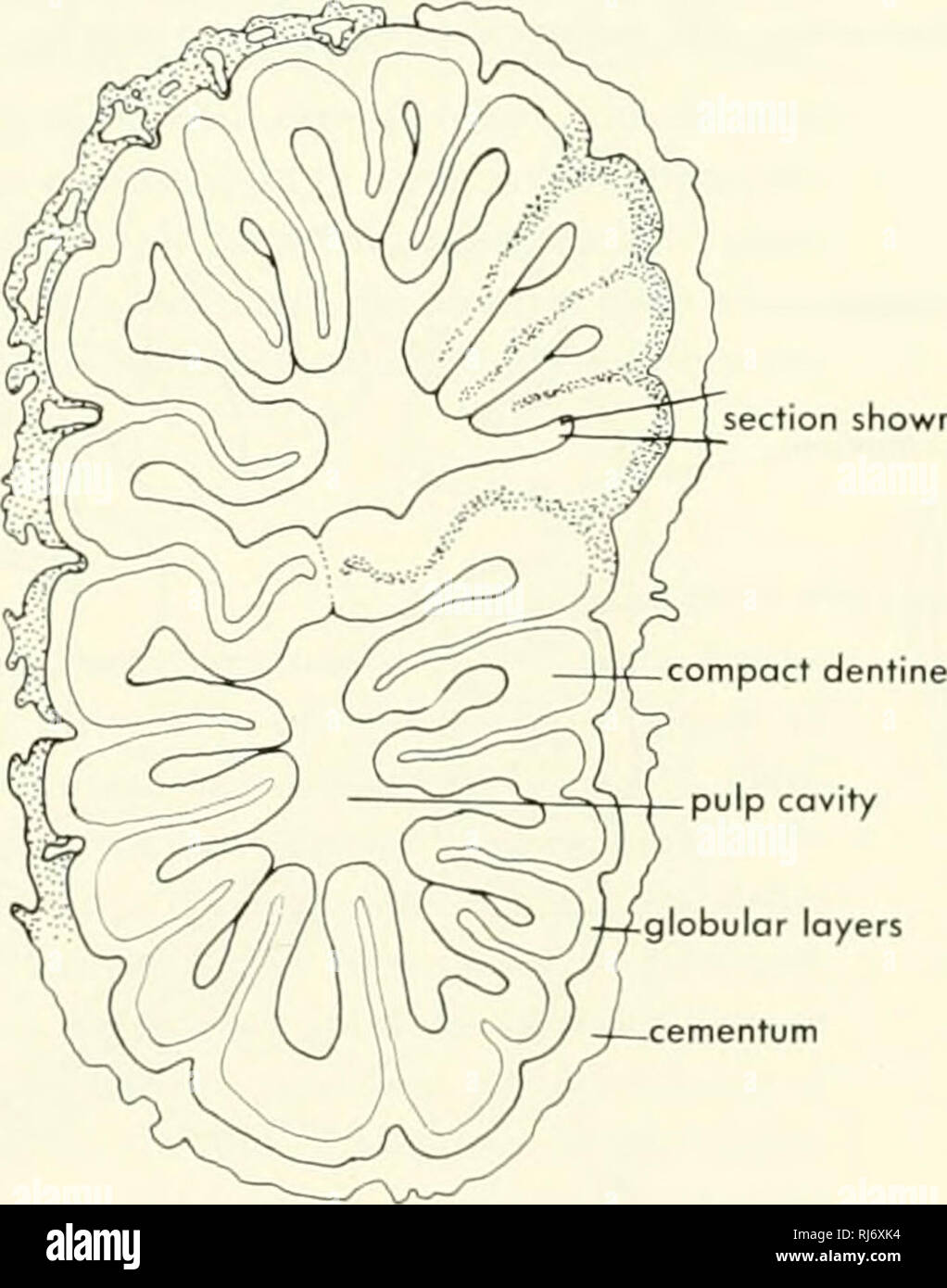 Brain Coral Diagram