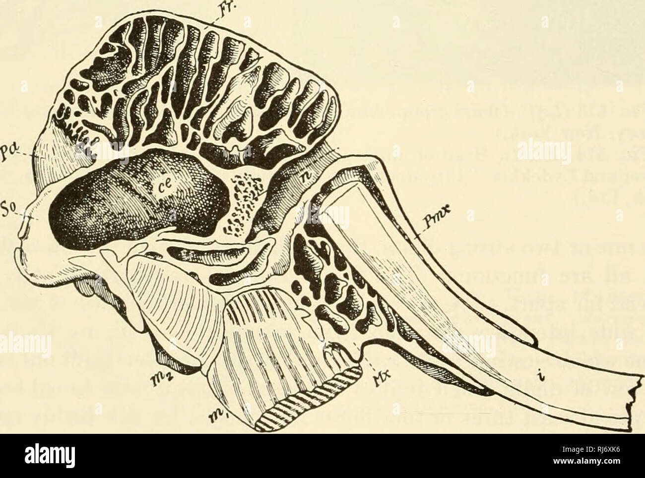 Elephant morphology hi-res stock photography and images - Alamy