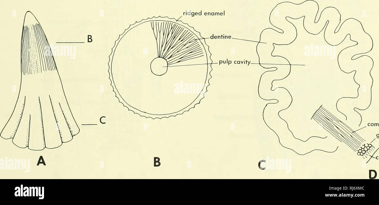 Osteolepis hi-res stock photography and images - Alamy