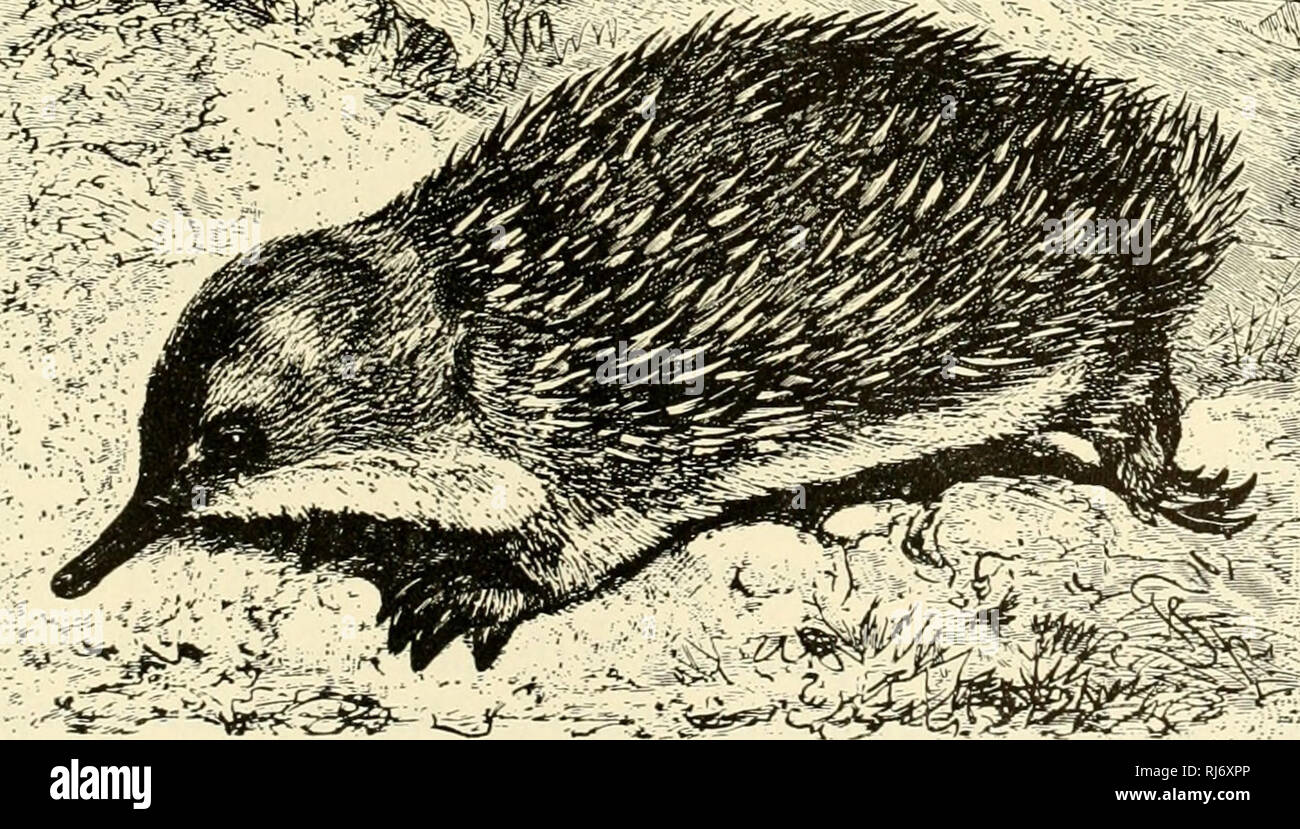 Dorsoventrally flattened body hi-res stock photography and images - Alamy