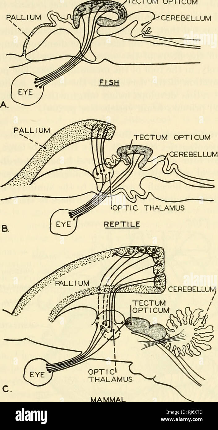 . The chordates. Chordata. Mammalia: Nervous System •TECTUM OPTICUM ...