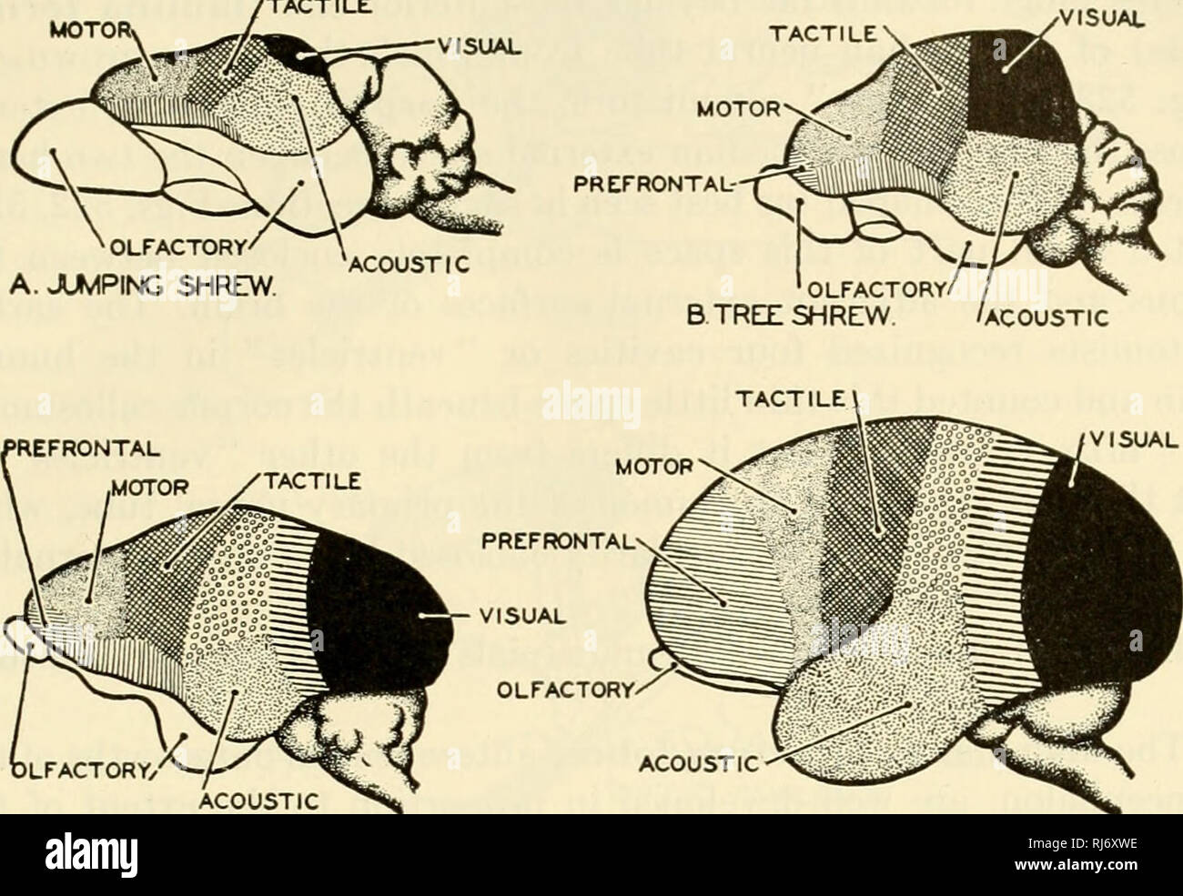 Mammalia Diagram