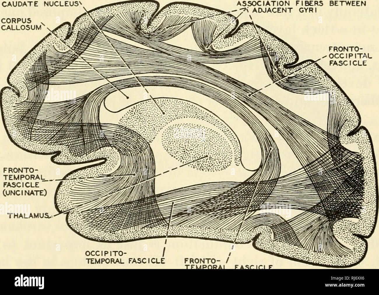 Uncinate High Resolution Stock Photography and Images - Alamy