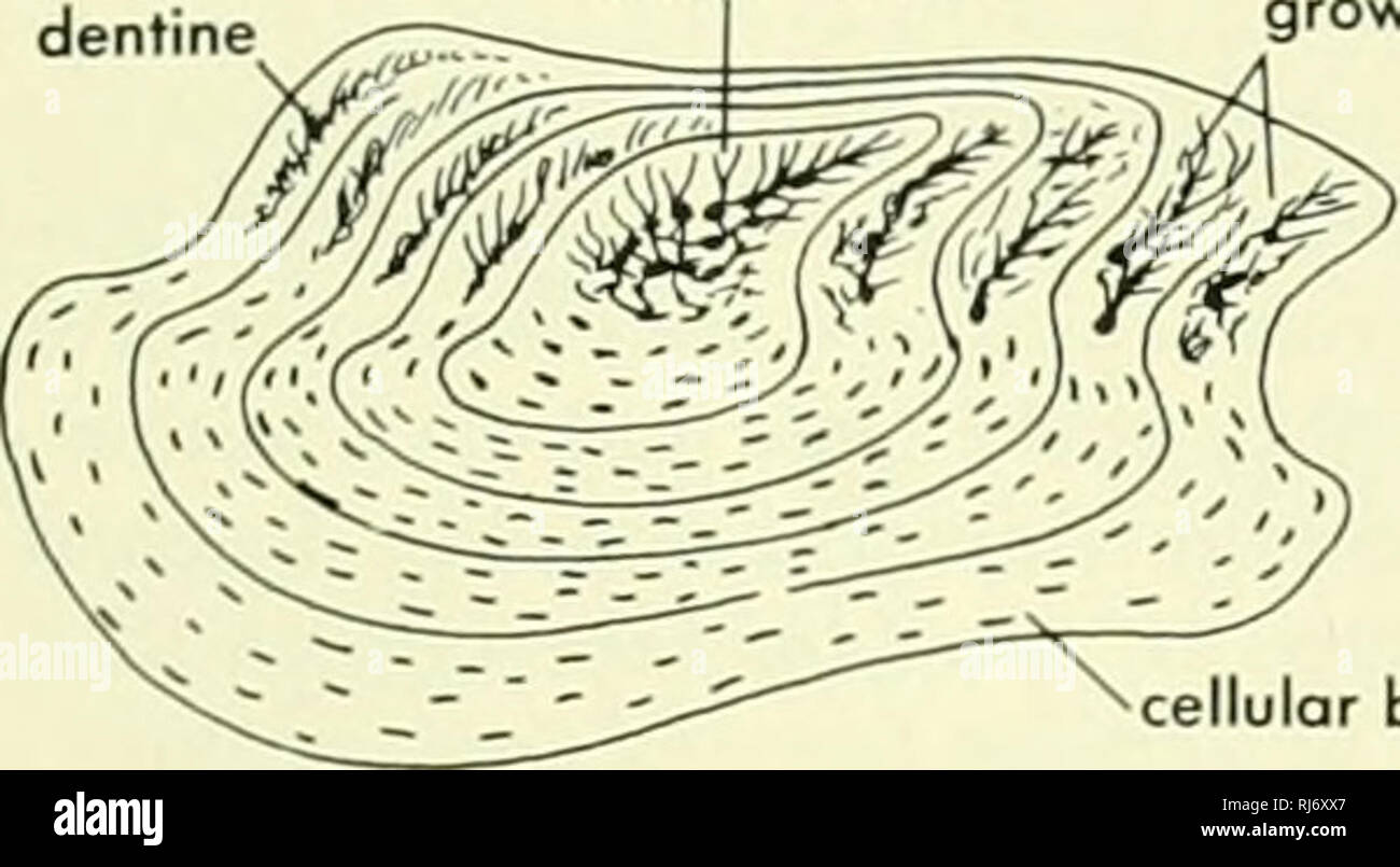 Placoid Scales High Resolution Stock Photography and Images - Alamy