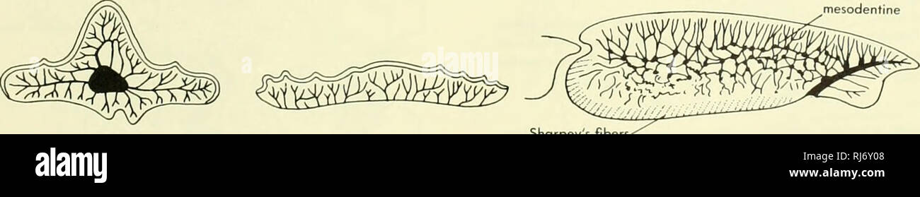 Placoid scales hi-res stock photography and images - Alamy