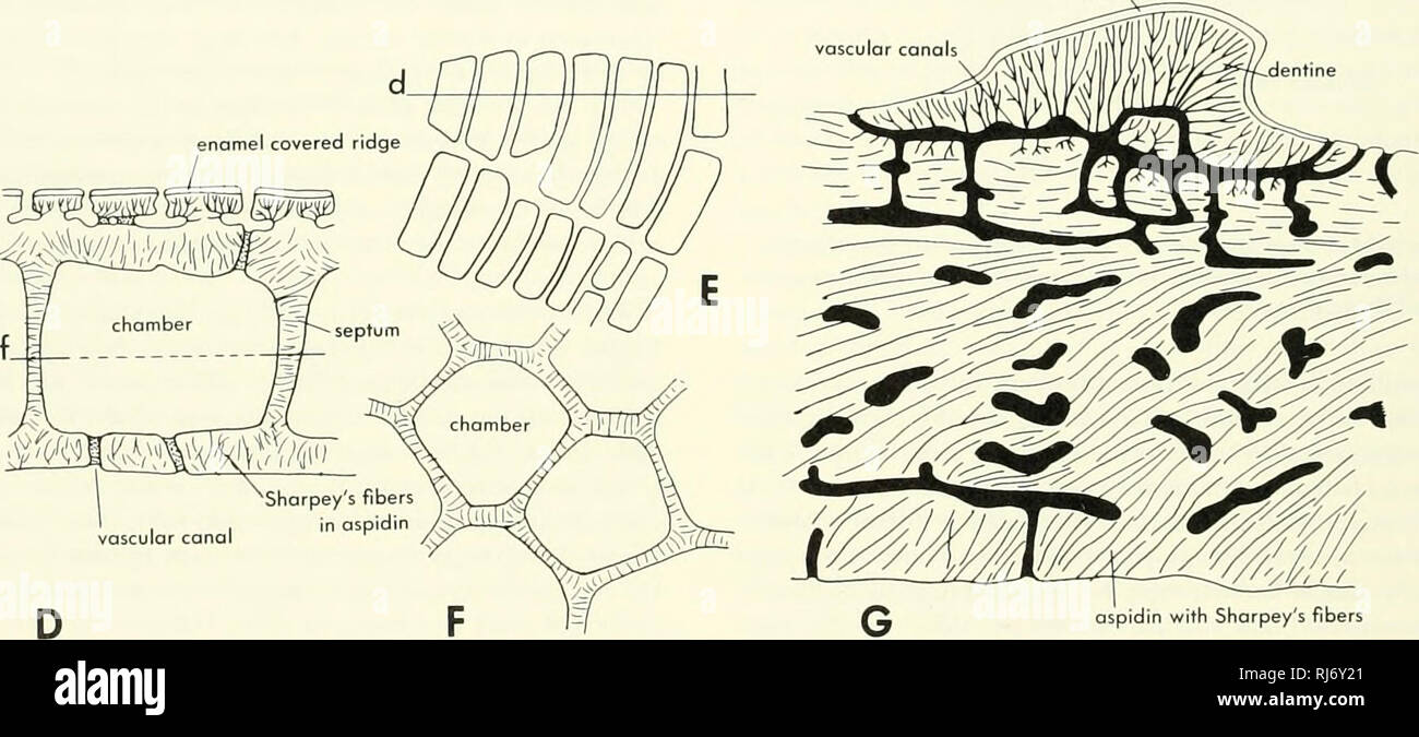 . Chordate morphology. Morphology (Animals); Chordata. enamel. aspidin ...