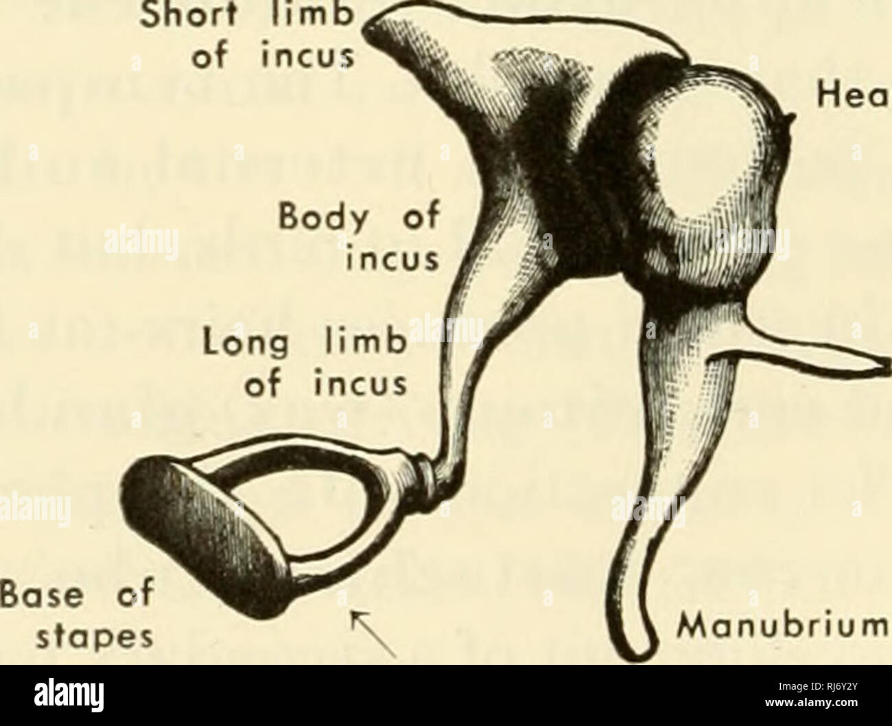 Anatomy cochlear duct in human hi-res stock photography and images - Alamy
