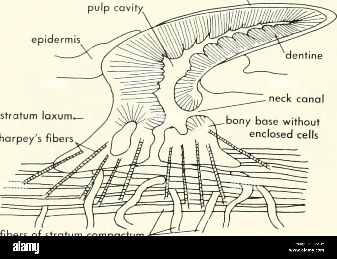 Sharpeys hi-res stock photography and images - Alamy