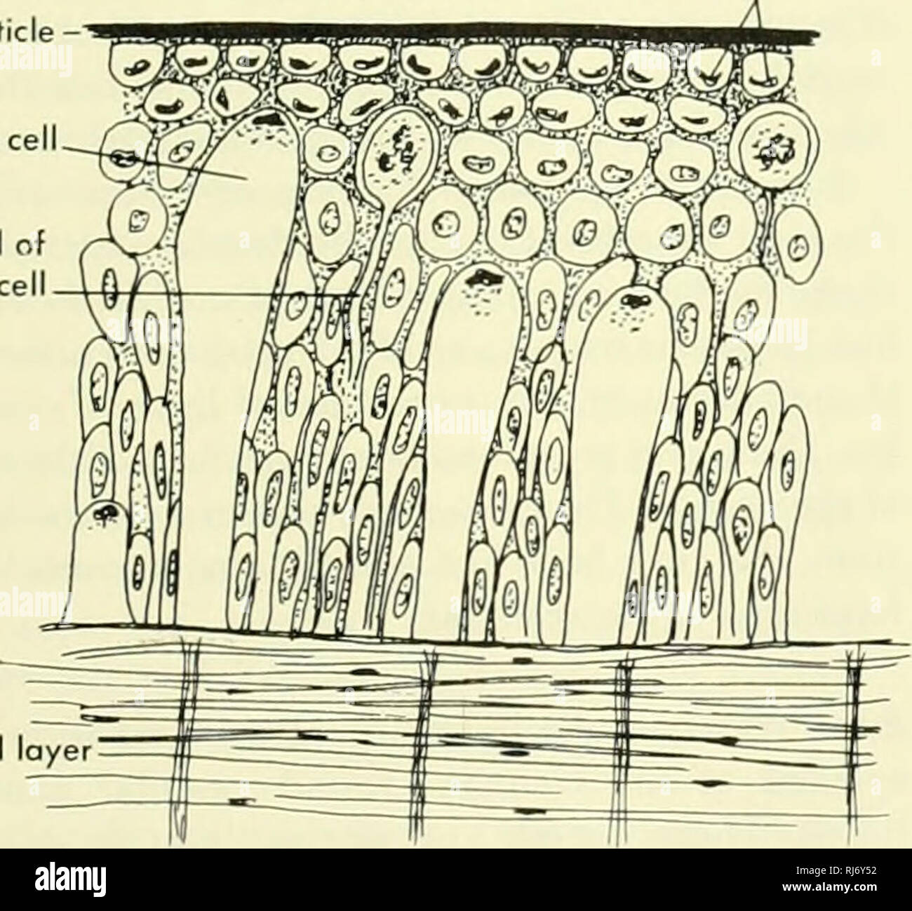 . Chordate morphology. Morphology (Animals); Chordata. germinal cell ...