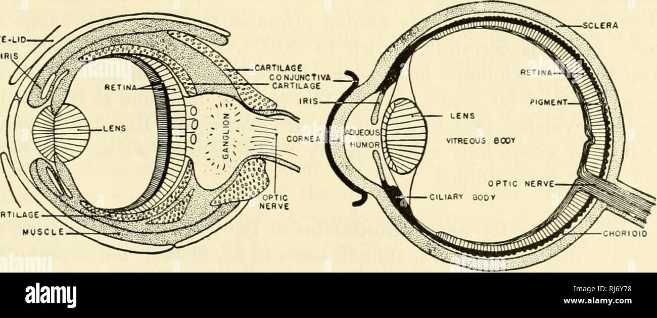 Corneal curvature hi-res stock photography and images - Alamy