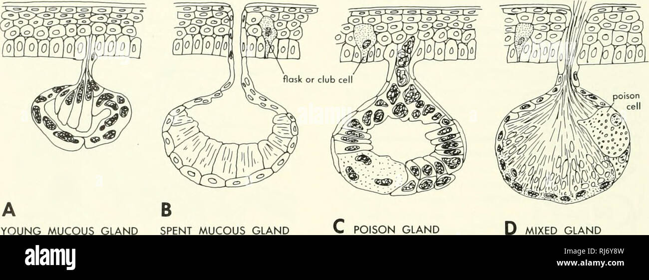 . Chordate morphology. Morphology (Animals); Chordata. YOUNG MUCOUS ...