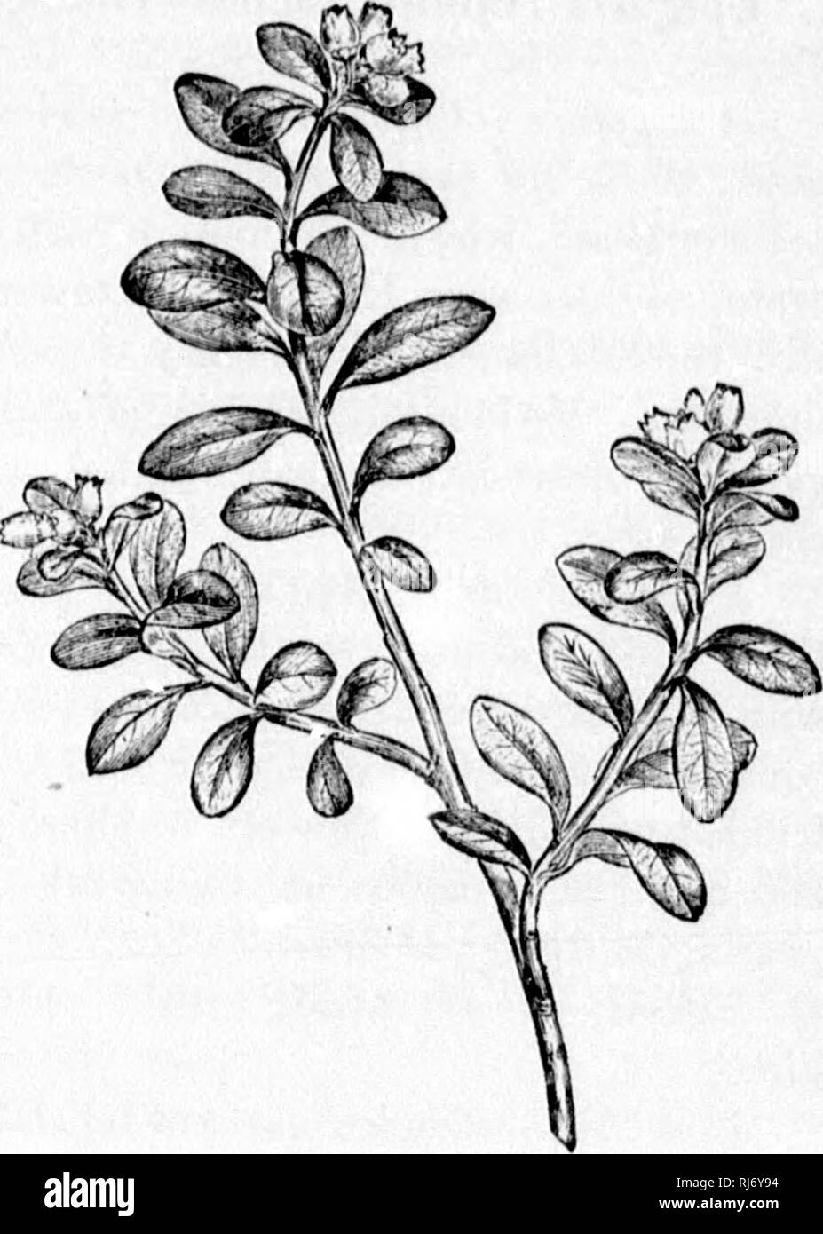 Recurved teeth hi-res stock photography and images - Alamy