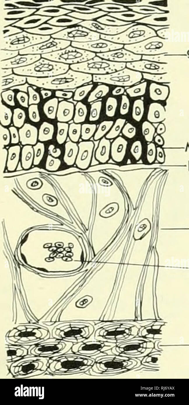 . Chordate morphology. Morphology (Animals); Chordata. horny outer ...