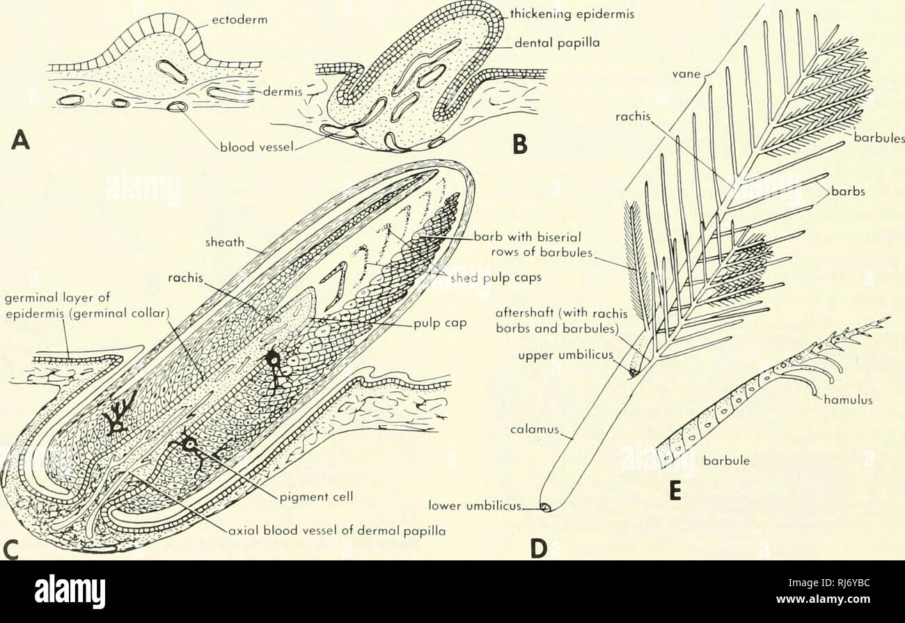 Keratin on bill hi-res stock photography and images - Alamy