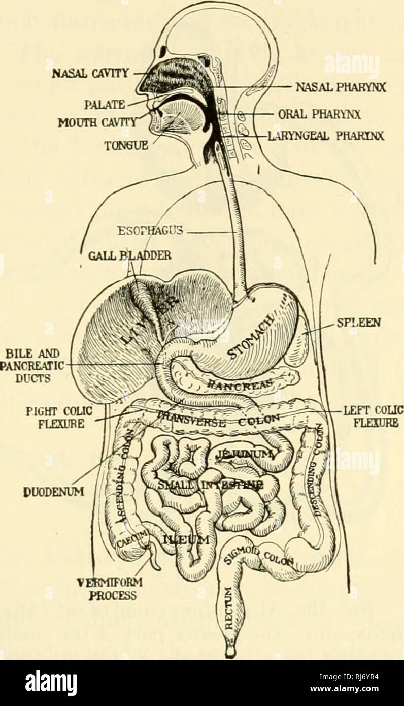 . The chordates. Chordata. Mammalia: Visceral Systen 630 in some whales ...