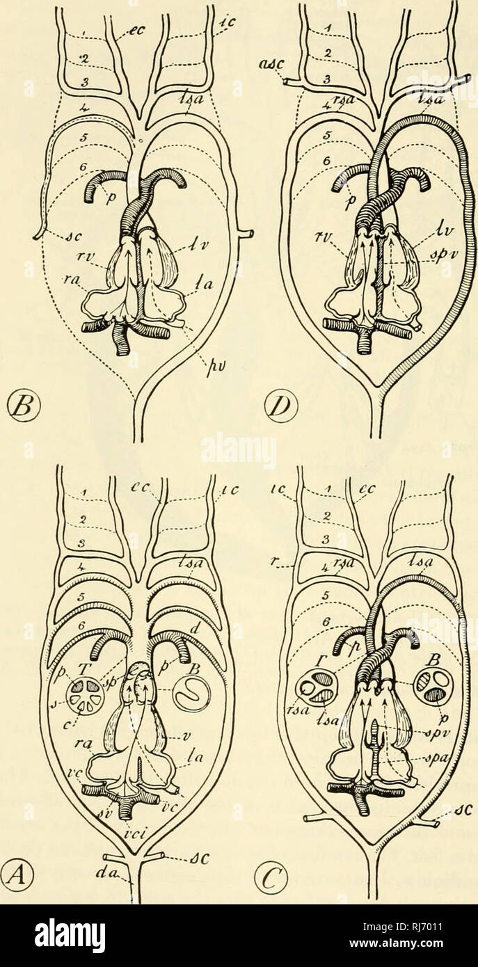 Aortic sinus hi-res stock photography and images - Alamy