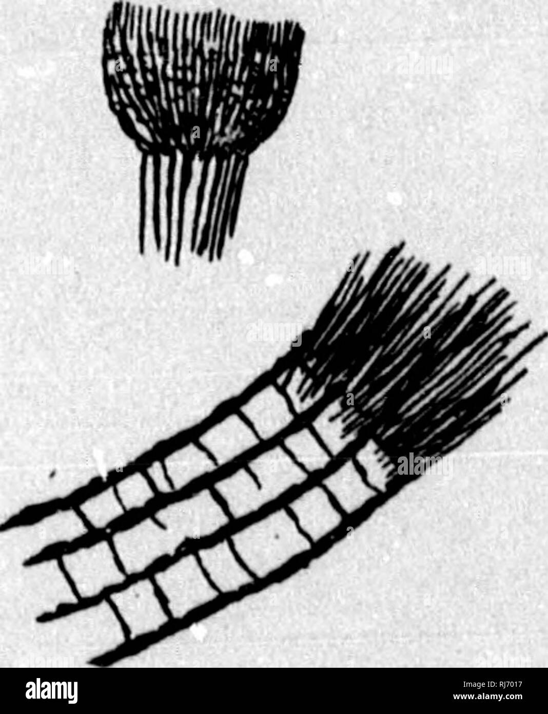 Sponge fossil Black and White Stock Photos & Images - Alamy