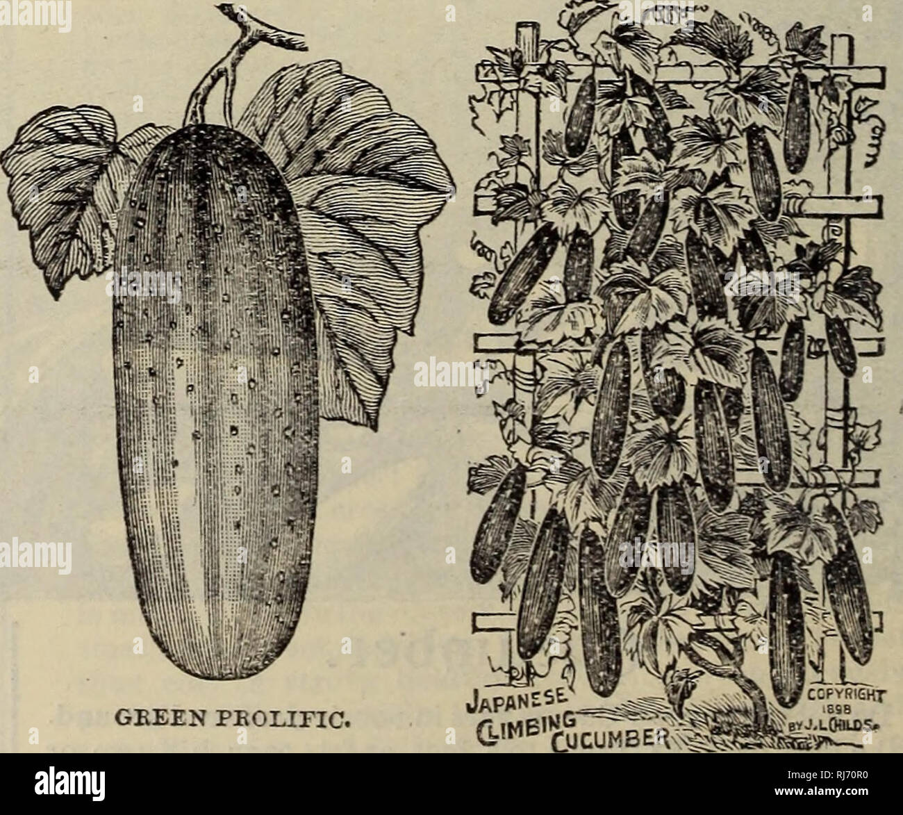 Gherkin flowers and fruits hi-res stock photography and images - Alamy