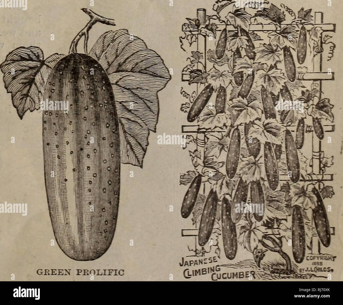 Gherkin flowers and fruits hi-res stock photography and images - Alamy