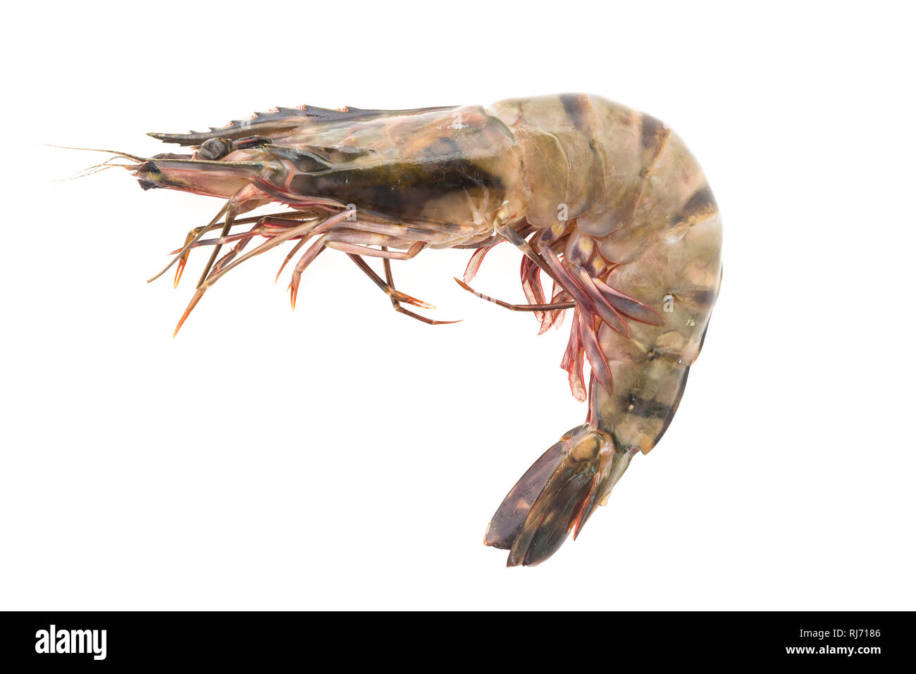 Raw Tiger prawn shrimp isolated on white background Stock Photo - Alamy