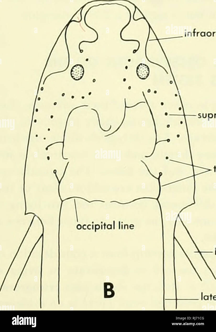 . Chordate morphology. Morphology (Animals); Chordata. oral division ...