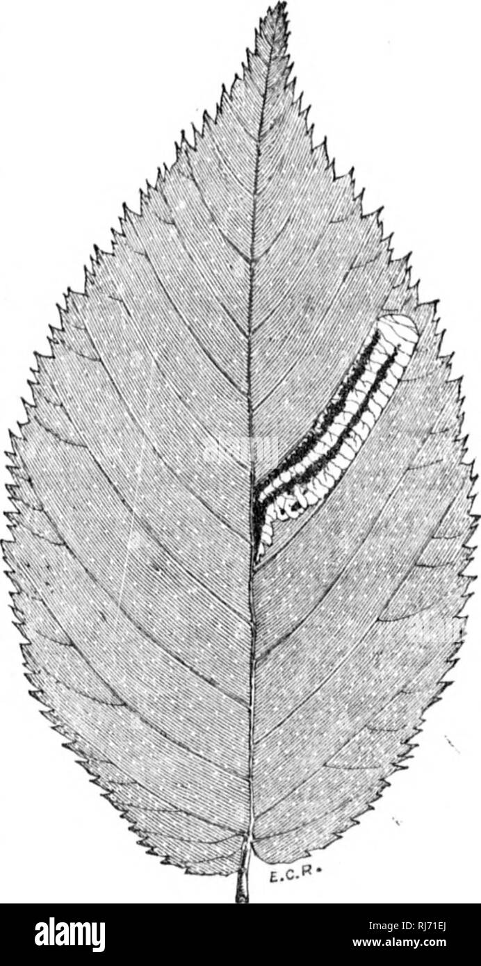 Visil Black and White Stock Photos & Images - Alamy