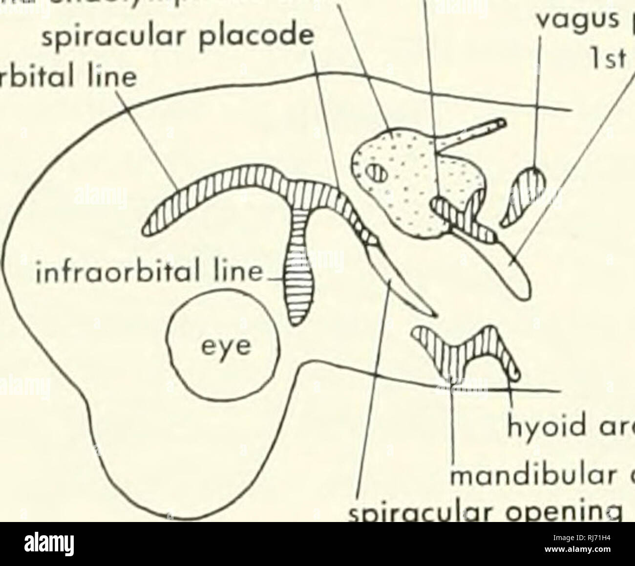 Mandibular duct hi-res stock photography and images - Alamy